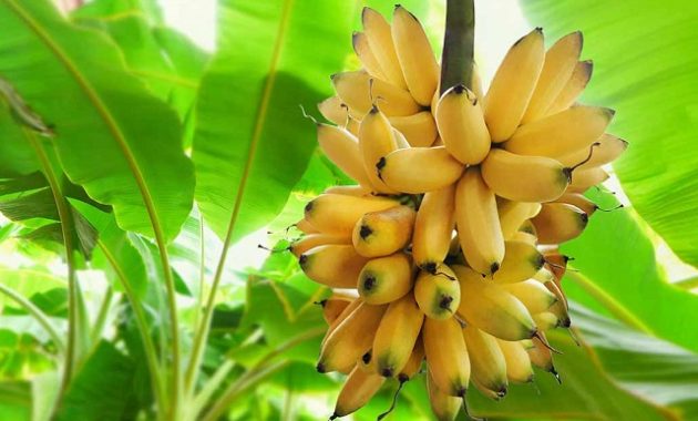 Pohon Pisang Berkembang Biak Dengan Cara... – Combinesia.web.id